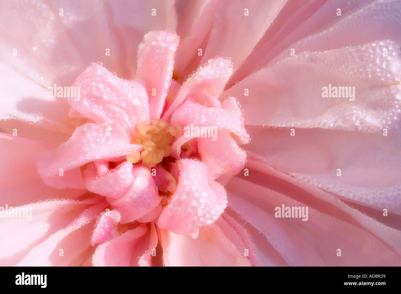 Cecile Brunner Rose Flower Center covered with Water Drops Stock Photo ...