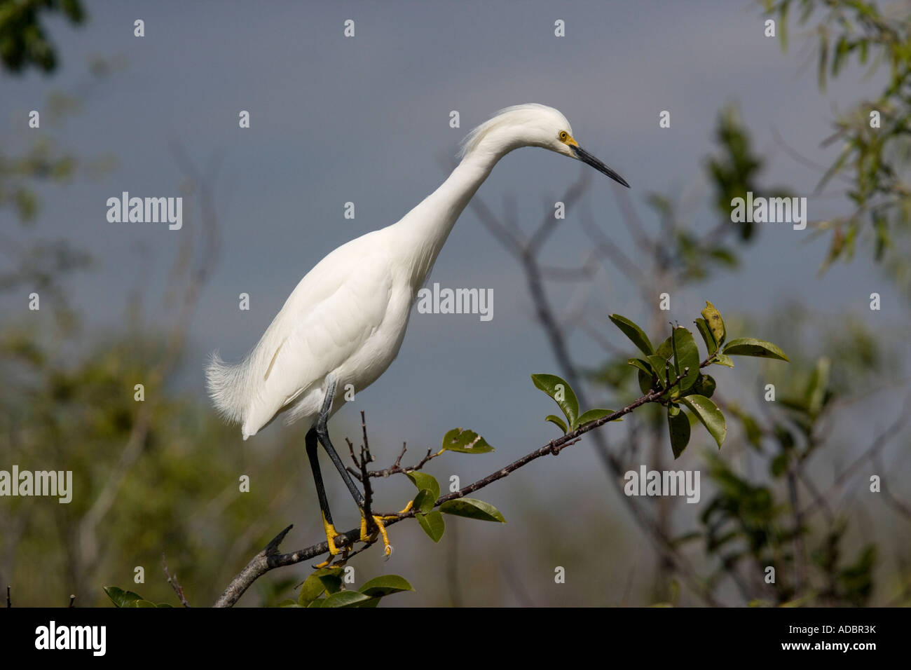 Perch snowy egret tree hi-res stock photography and images - Alamy