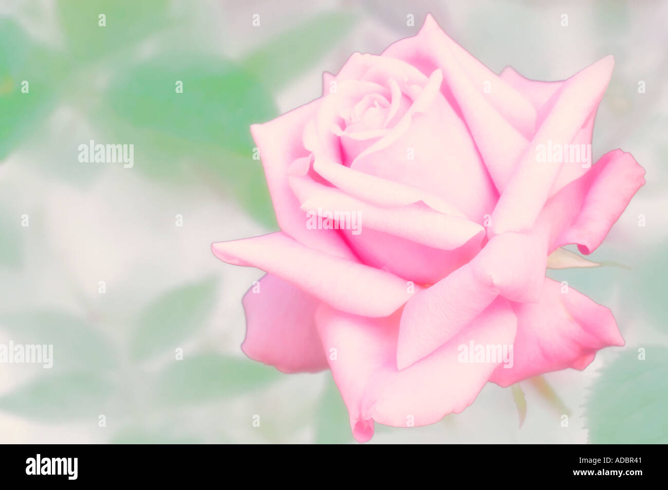 Pink Rose Flower Belinda's Dream Stock Photo - Alamy
