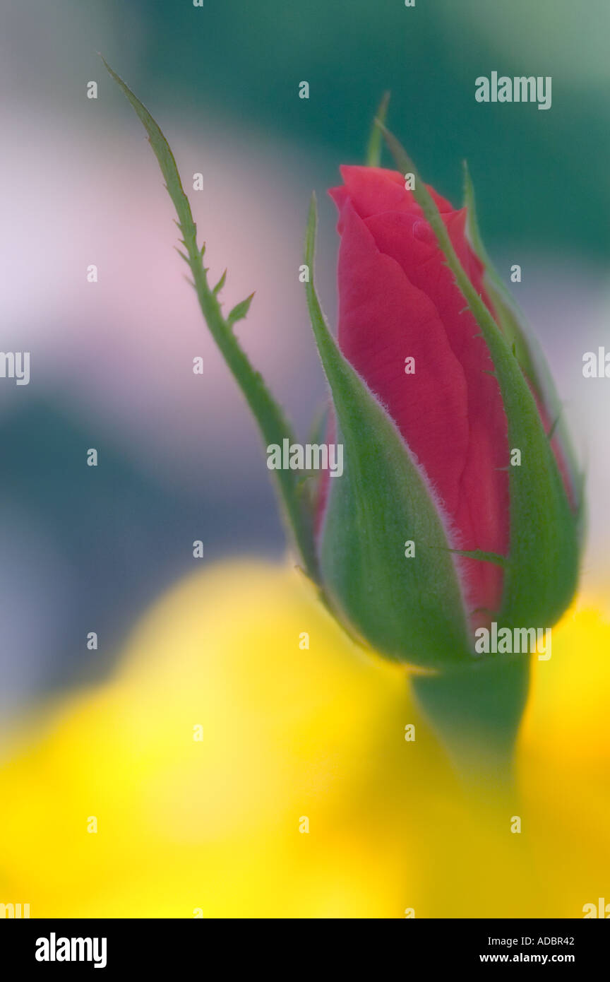 Red Rose Flower Bud Stock Photo - Alamy