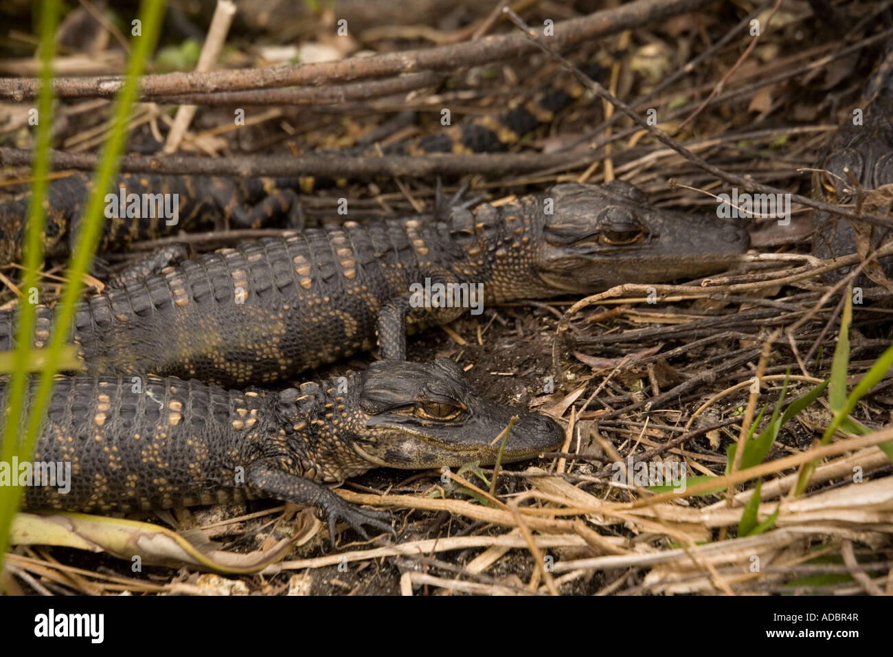 American alligator babies hi-res stock photography and images - Alamy