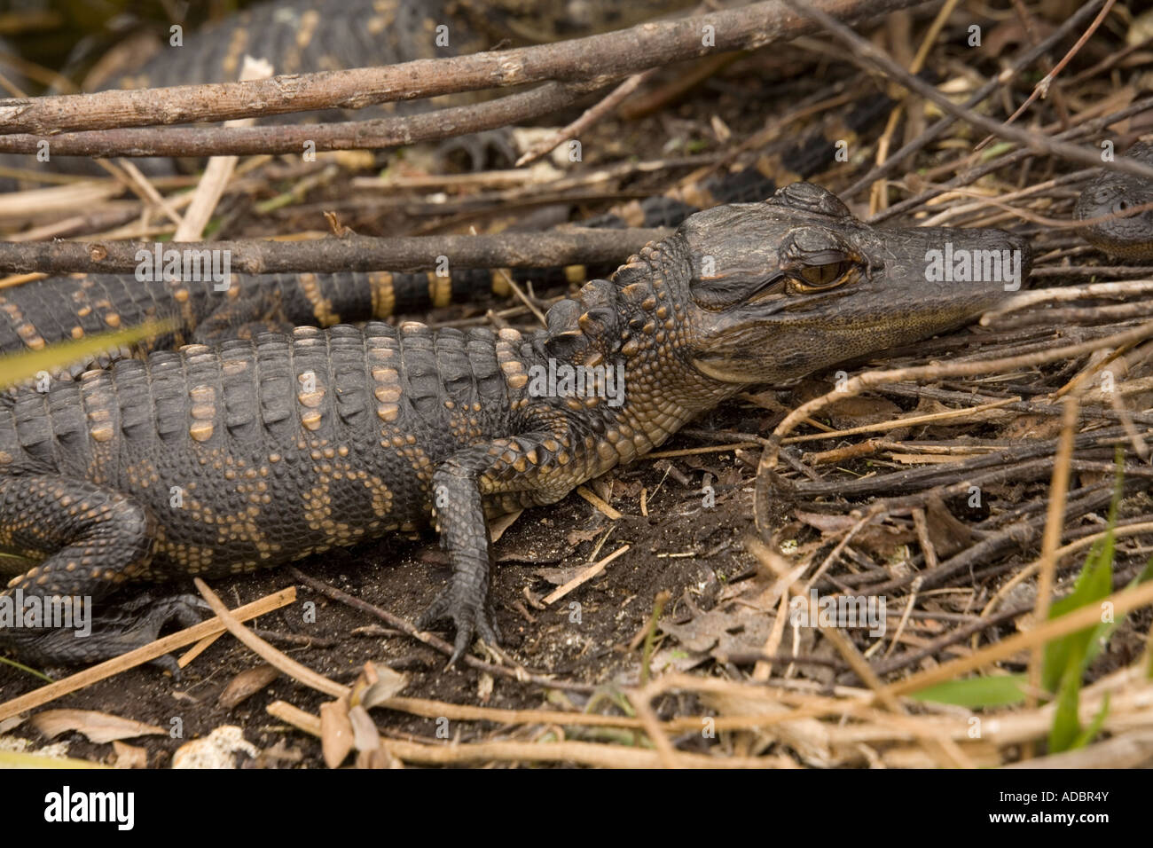 American alligator babies hi-res stock photography and images - Alamy