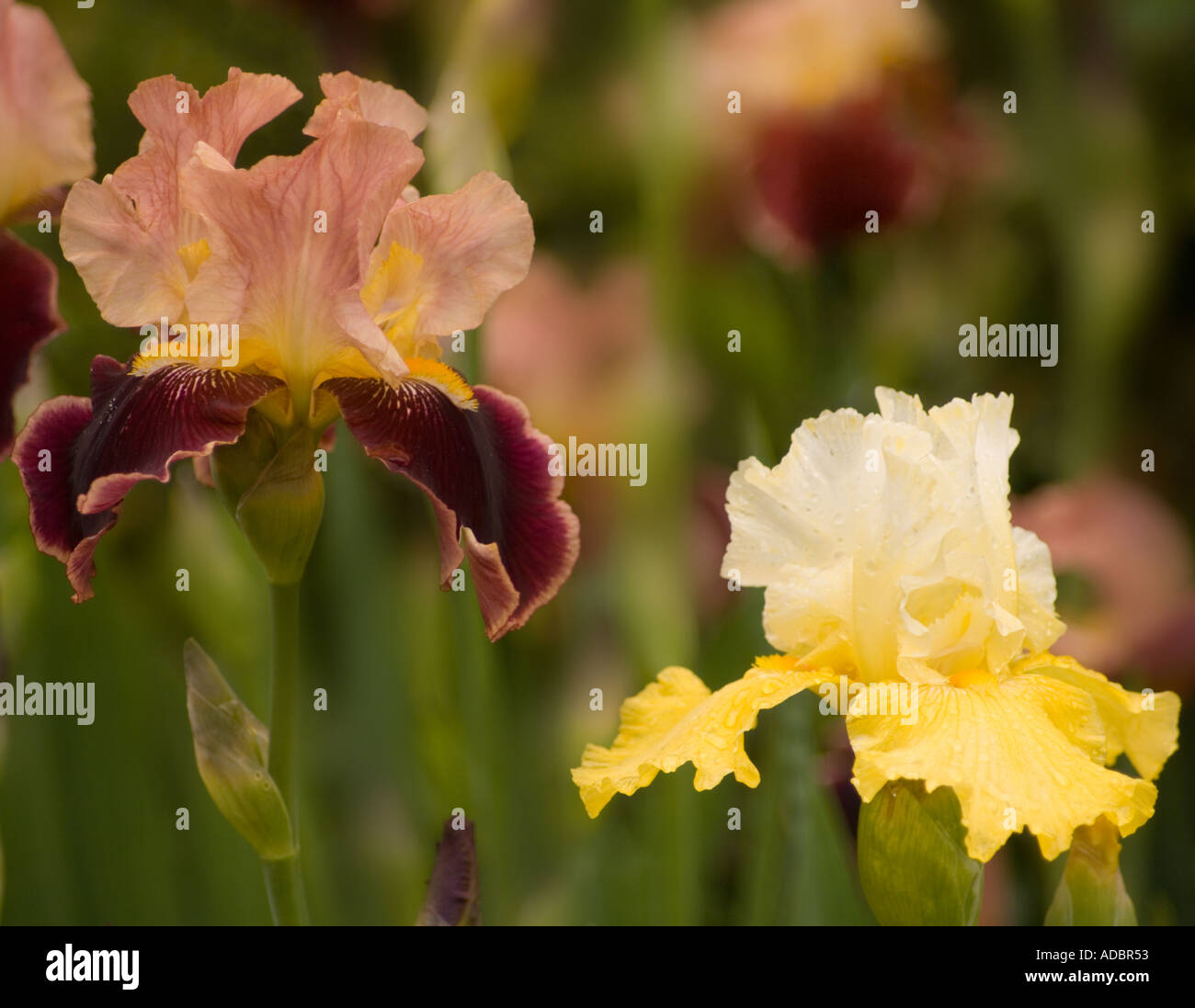Two iris hi-res stock photography and images - Alamy