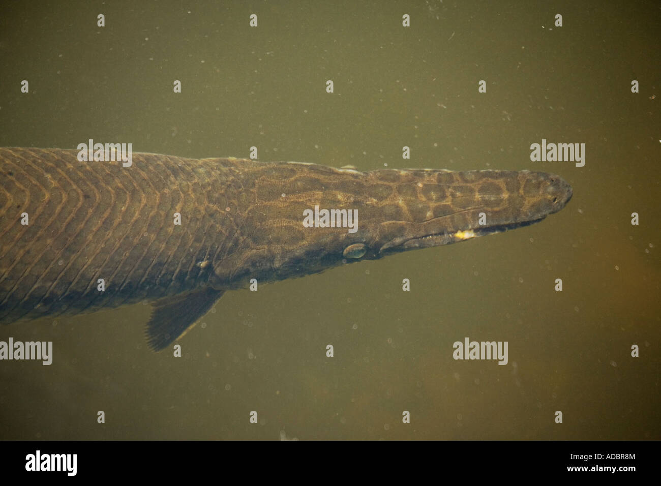Florida gar hi-res stock photography and images - Alamy