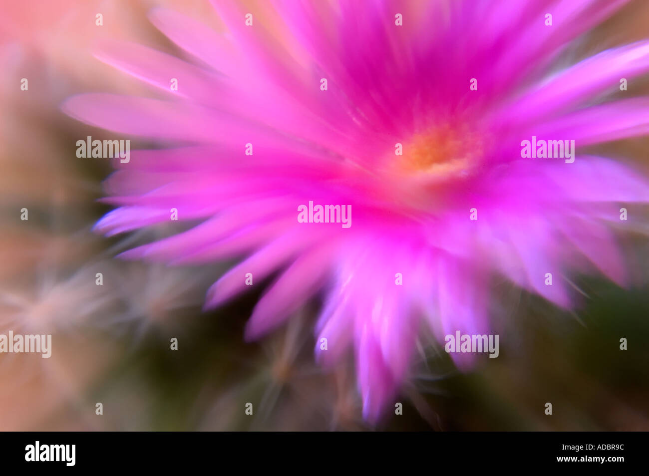 Zoomed Cactus Flower Stock Photo - Alamy