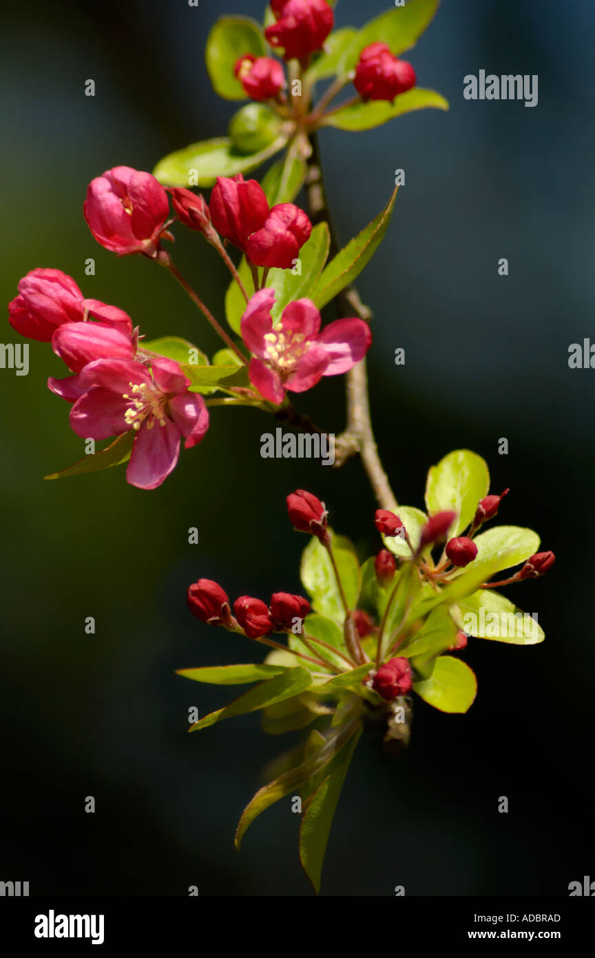 Pyrus coronaria hi-res stock photography and images - Alamy