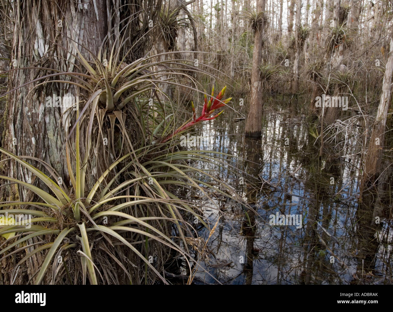 Cardinal airplant, Florida bromeliad, or wild pine. Attractive ...
