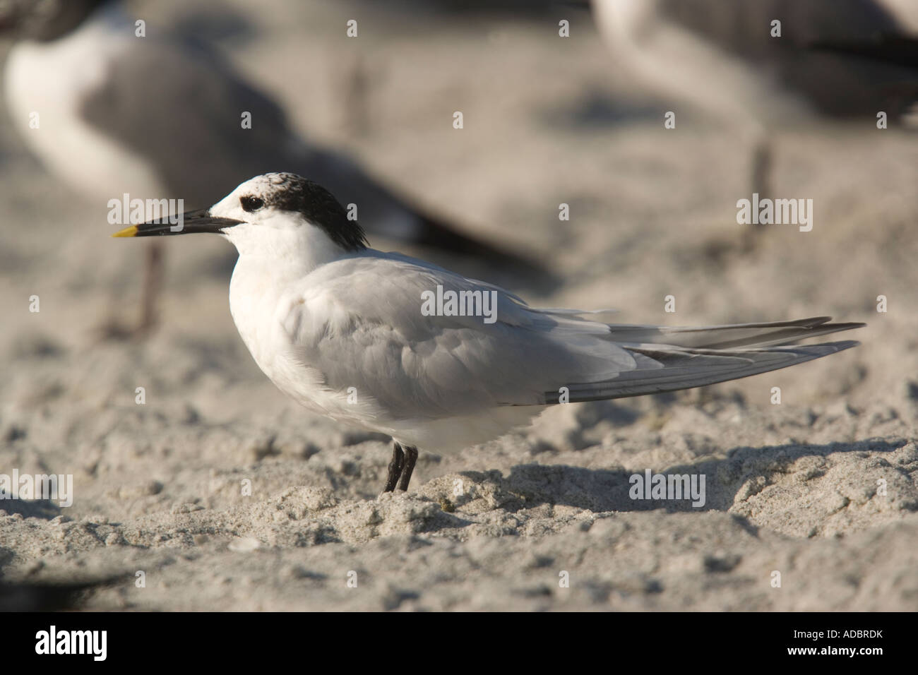 Sandwich tern (Sterna sandvicensis) in non breeding plumage Stock Photo ...