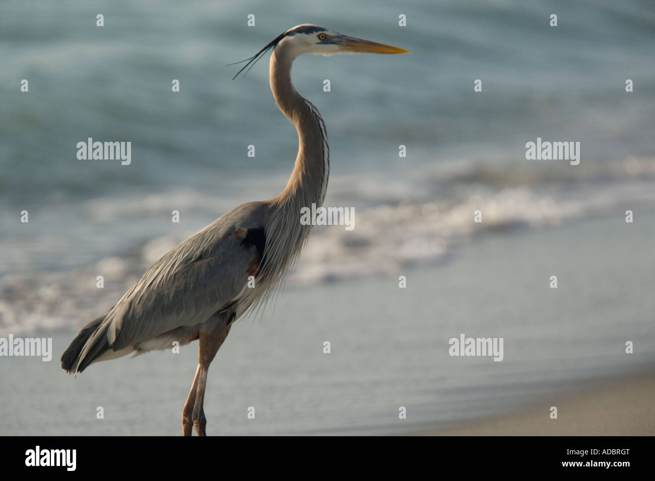 Great blue heron feeding on beach Stock Photo - Alamy