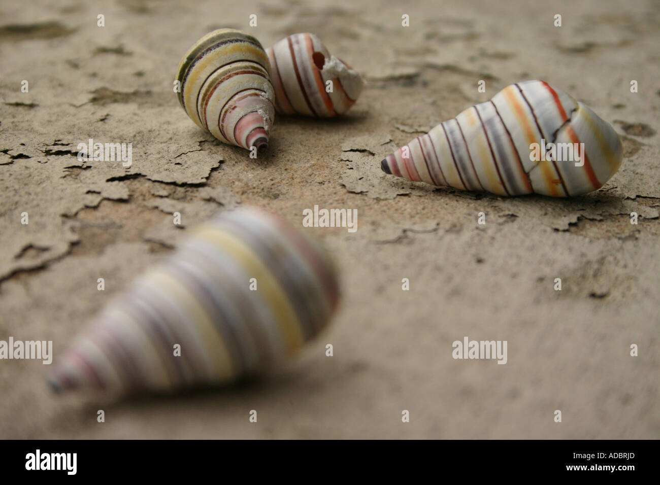 Stripy shells hi-res stock photography and images - Alamy