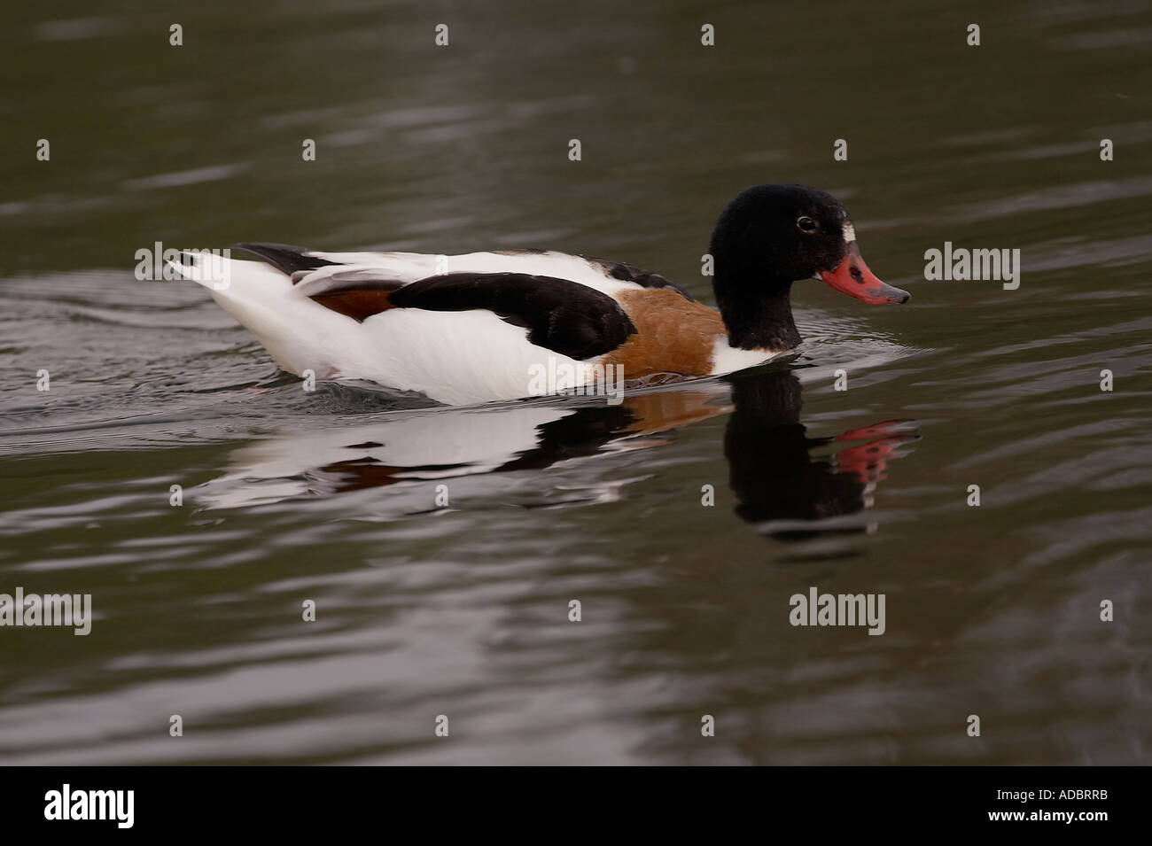 Shellduck hi-res stock photography and images - Alamy