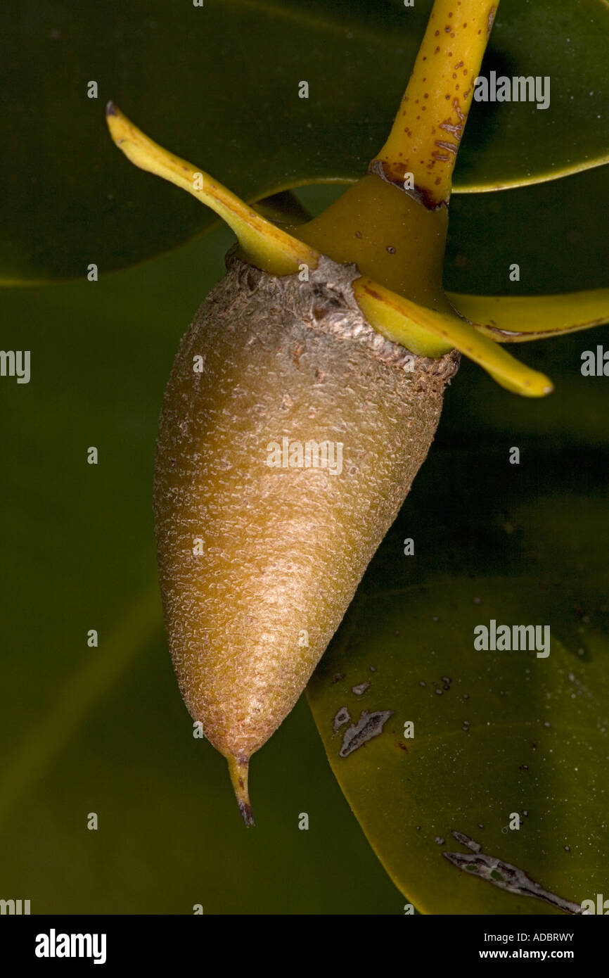 Red mangrove (Rhizophora mangle) in fruit, close-up Stock Photo - Alamy