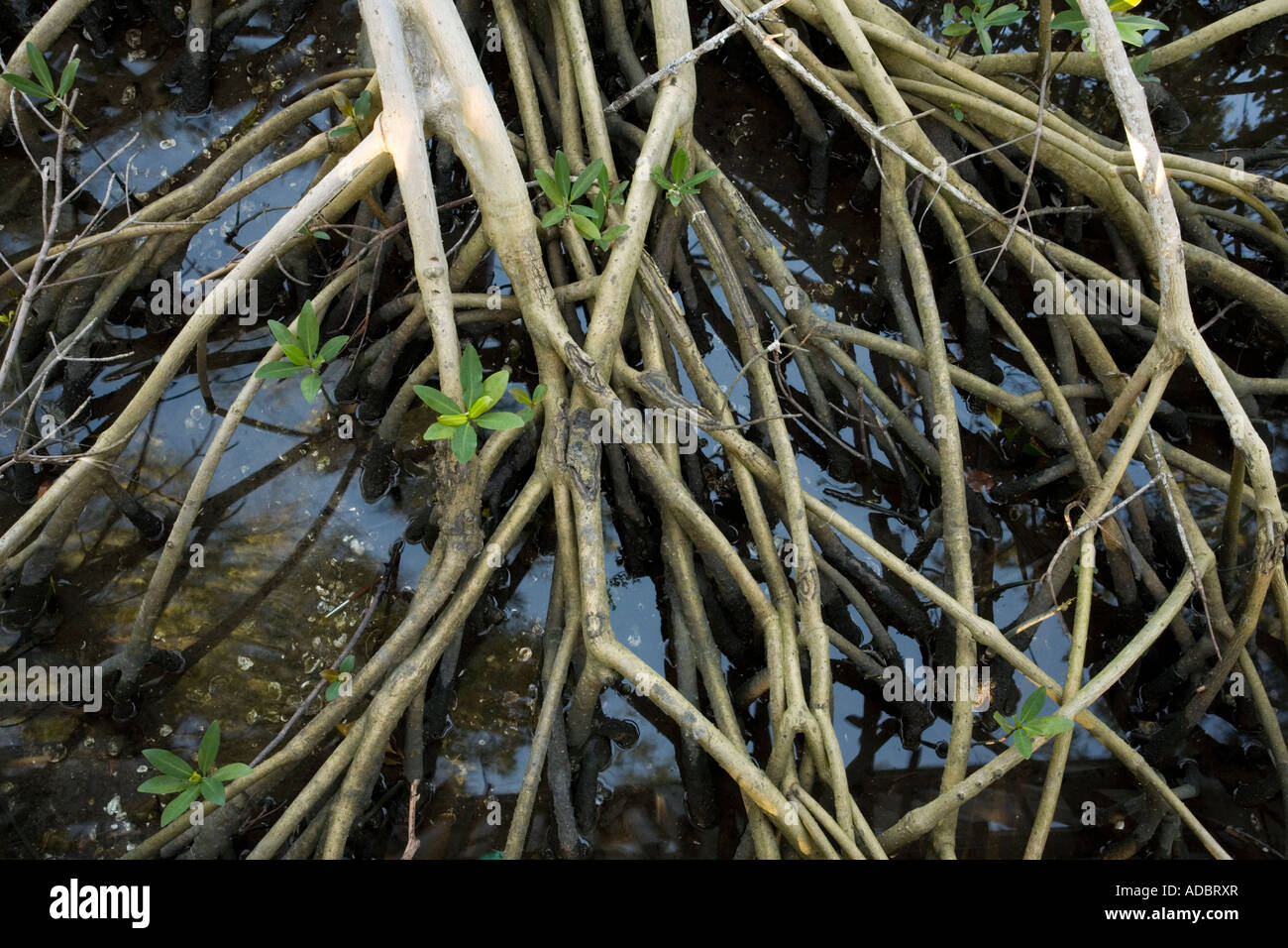 Stilt roots red mangrove rhizophora hi-res stock photography and images ...