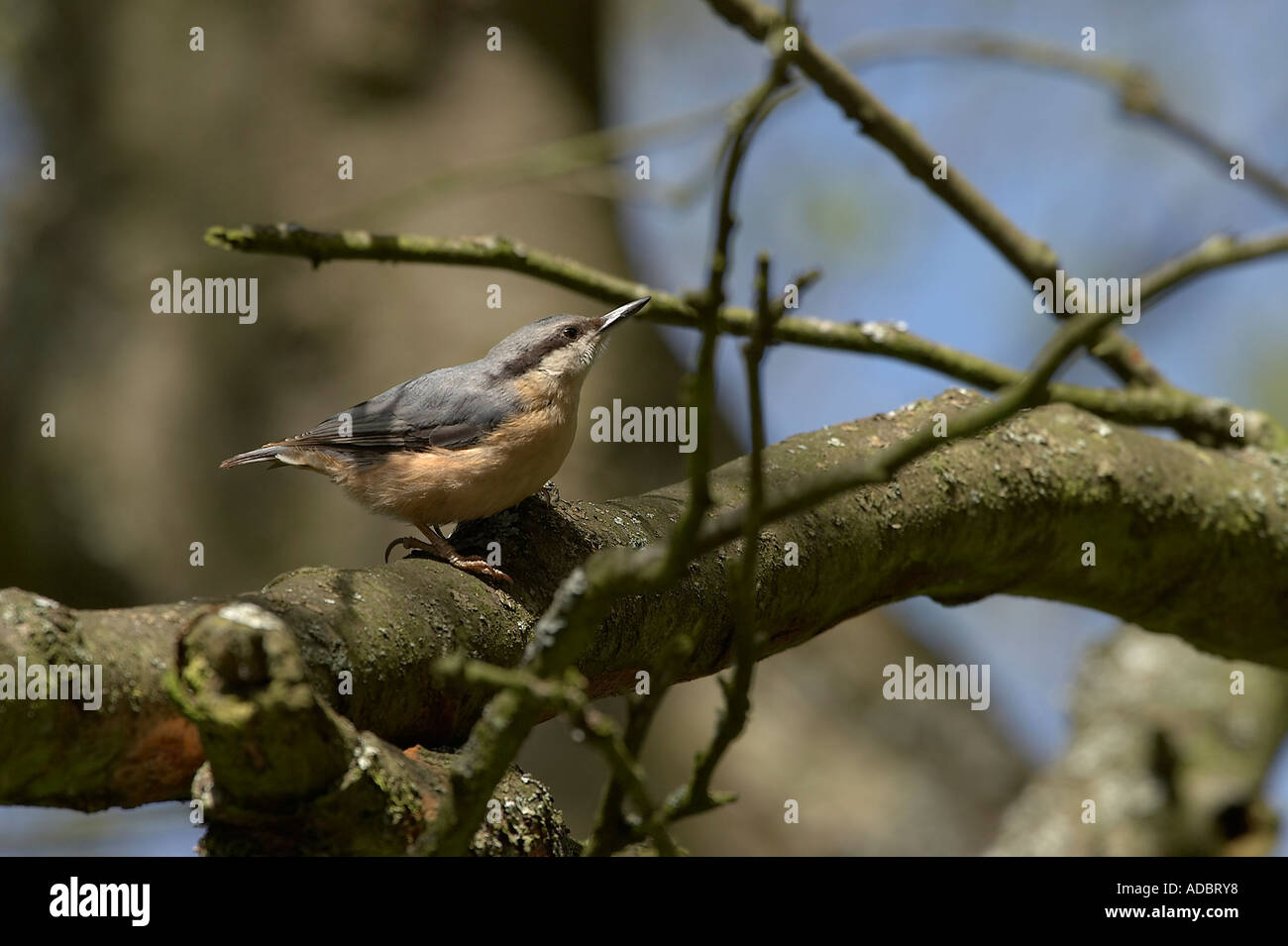 Landscape format nuthatch hi-res stock photography and images - Alamy