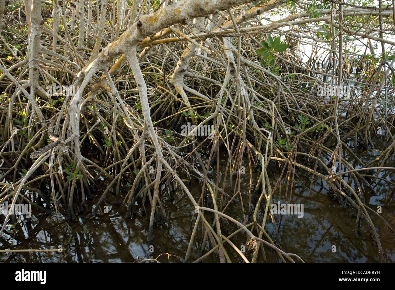 Stilt Root Of Mangrove