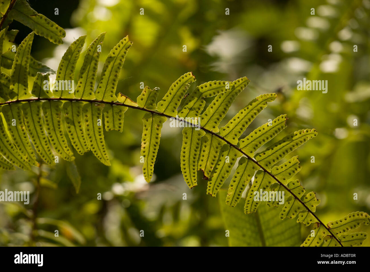 Giant sword fern hi-res stock photography and images - Alamy