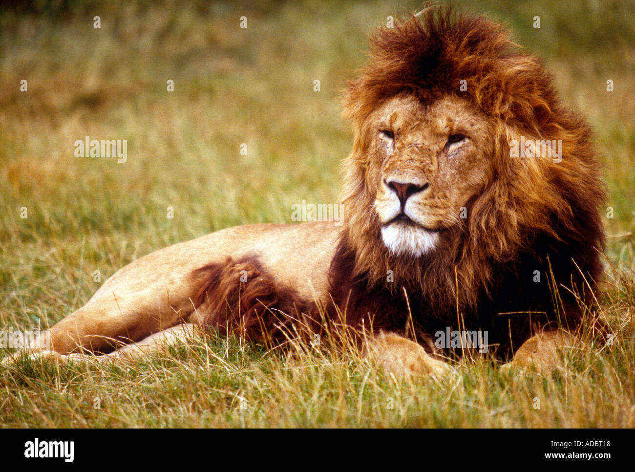 Lion at zoo hi-res stock photography and images - Alamy