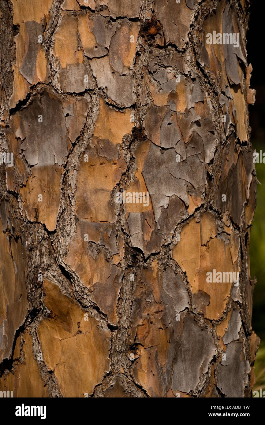 Slash Pine Bark