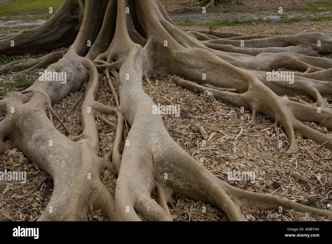 Roots of Fairchild's Fig (Ficus subcordata) close-up, Philippines Stock ...