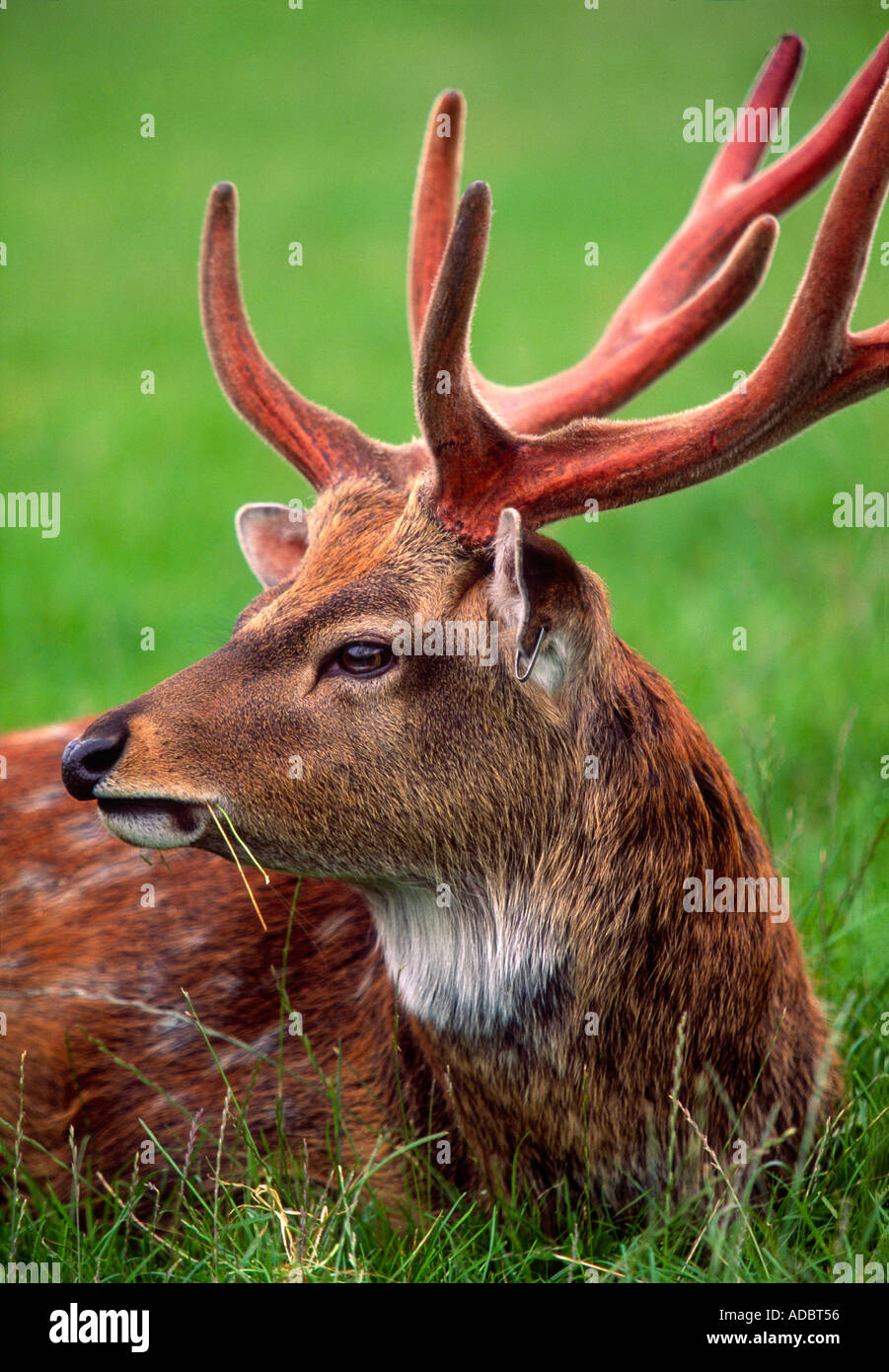 Magnificent red deer hi-res stock photography and images - Alamy