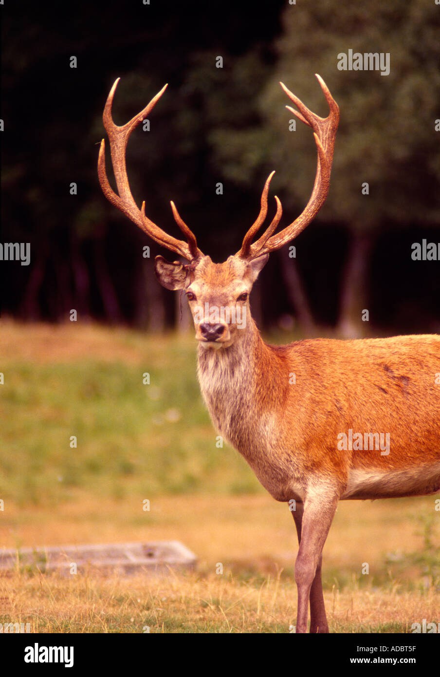 Magnificent red deer hi-res stock photography and images - Alamy