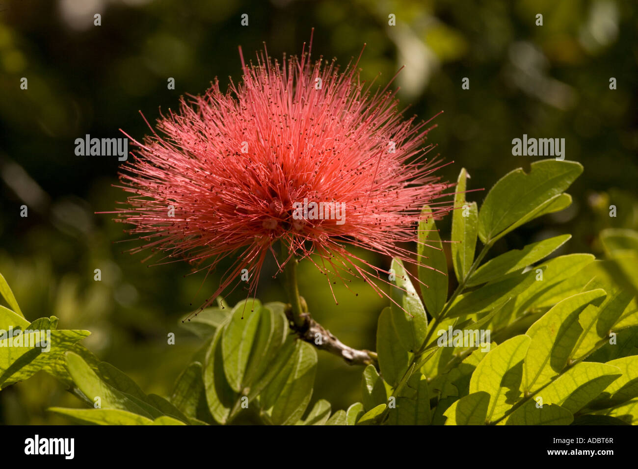 Powderpuff tree pink hi-res stock photography and images - Alamy