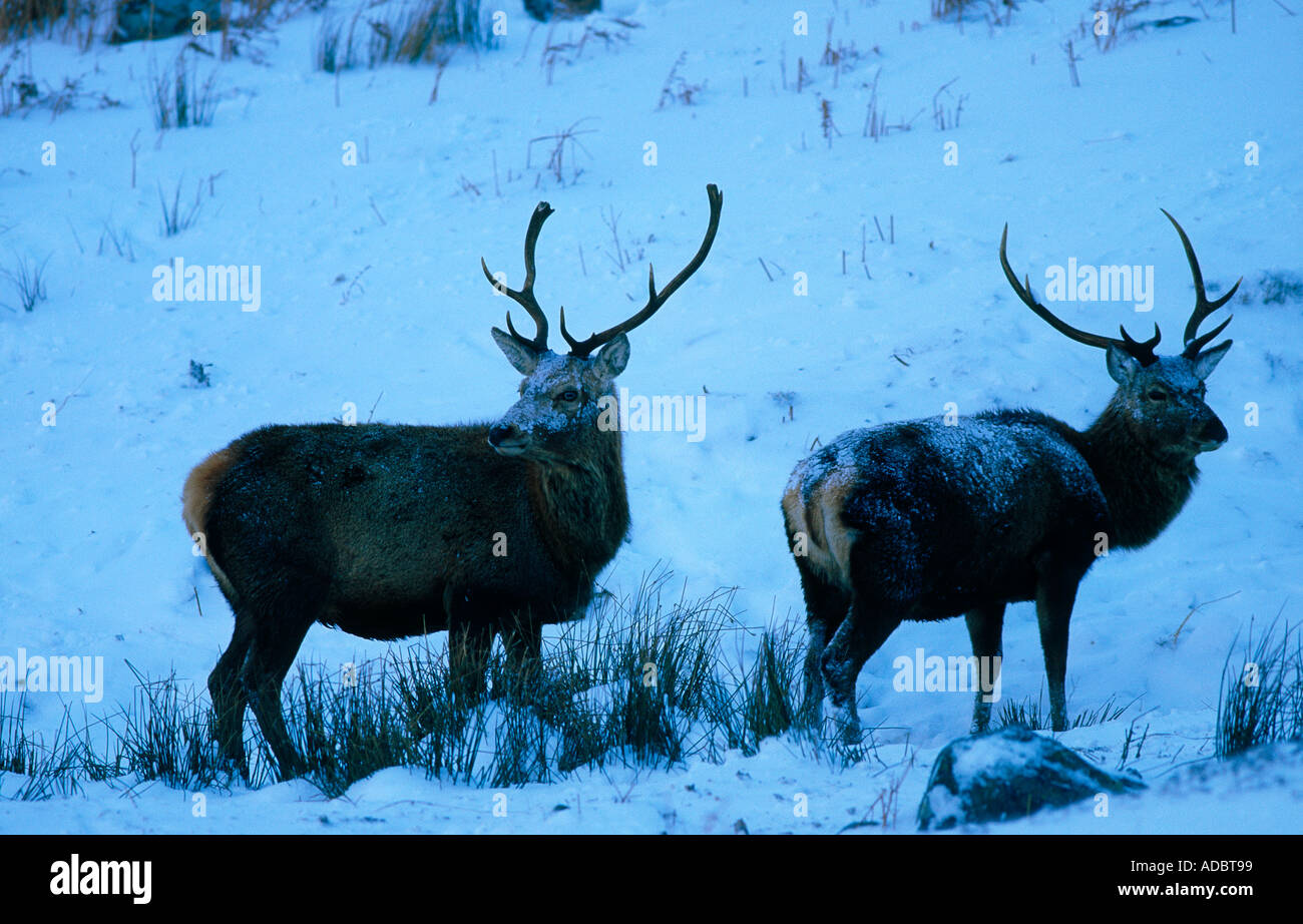 Wildlife in snowstorm hi-res stock photography and images - Alamy