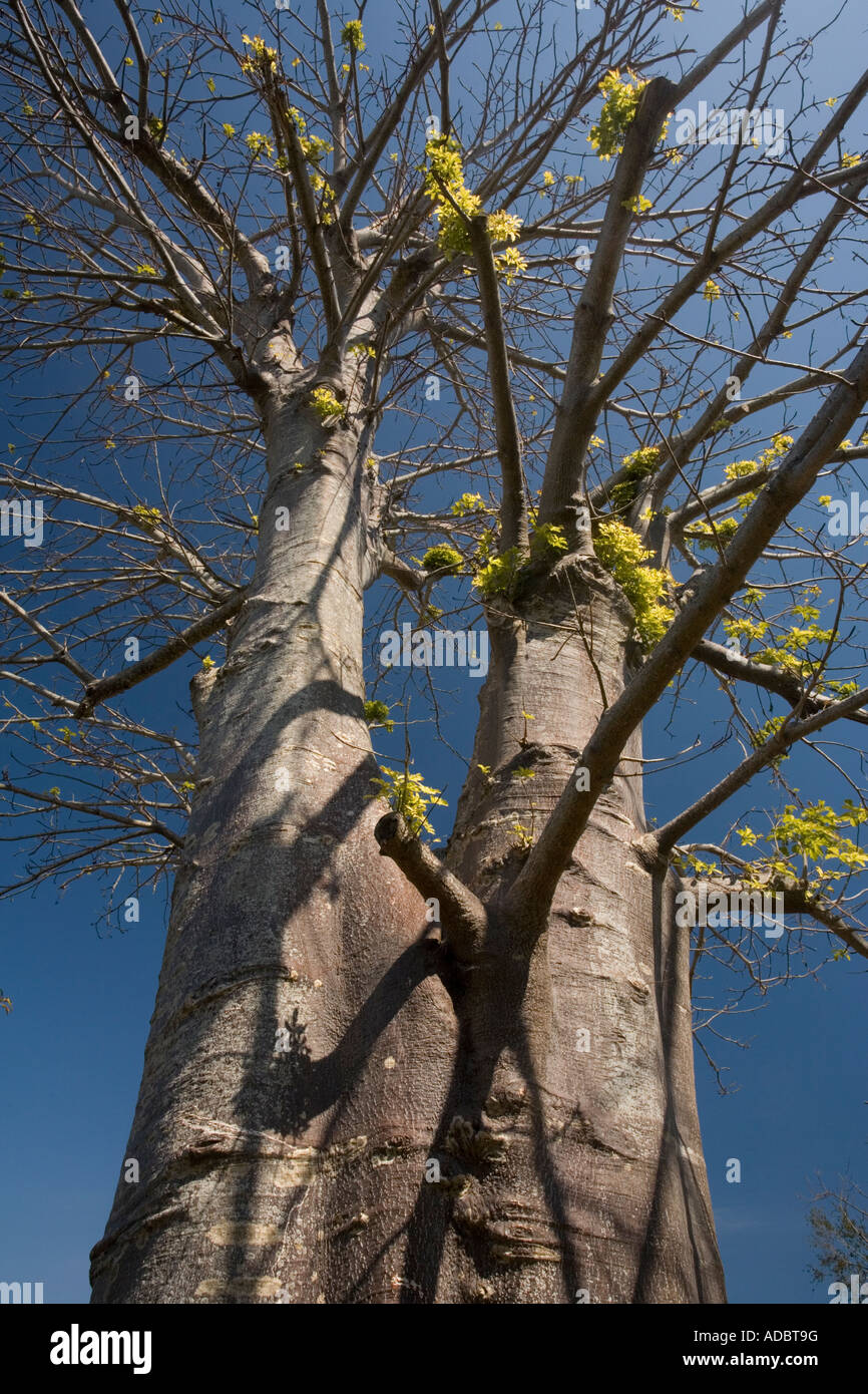 Adansonia digitata bud hi-res stock photography and images - Alamy