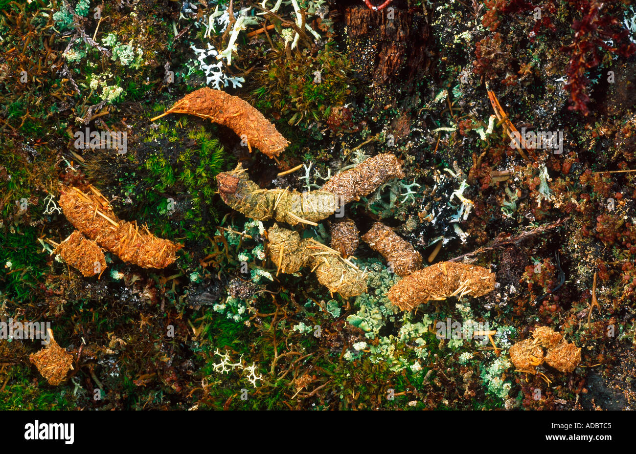 Black grouse droppings Stock Photo - Alamy