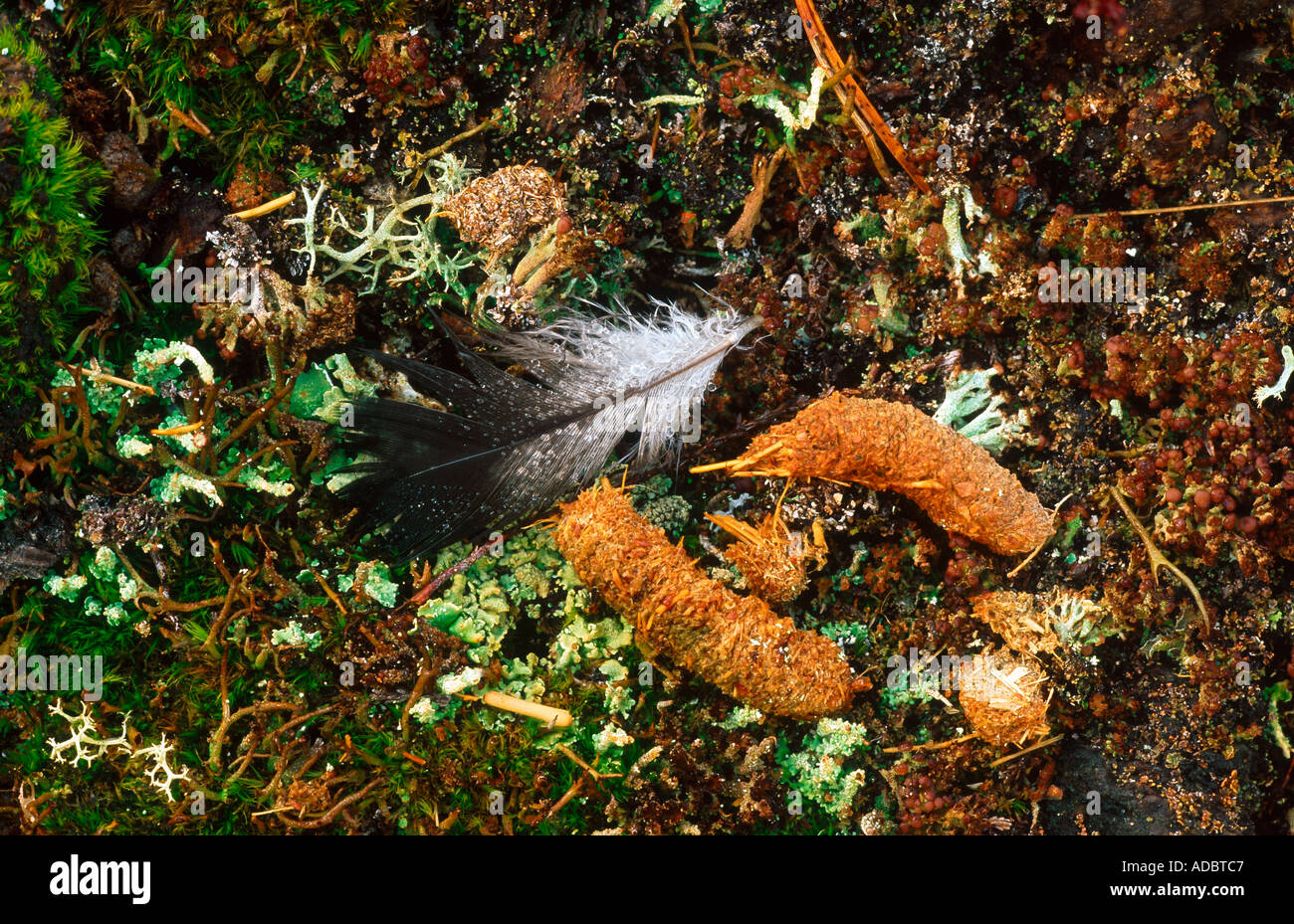 Black grouse droppings Stock Photo - Alamy