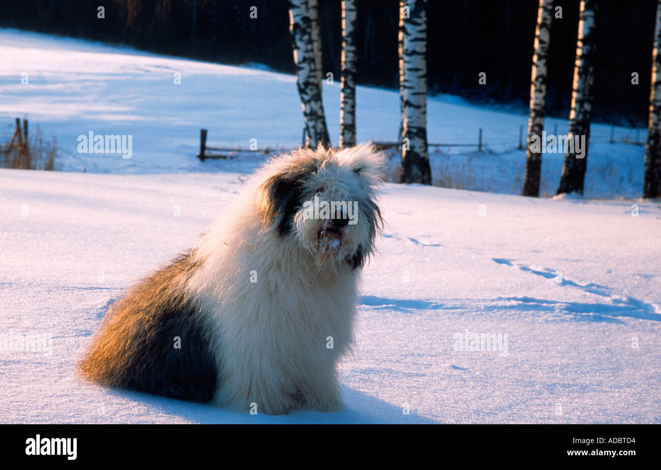 Old English sheepdog sitting in the snow Stock Photo - Alamy