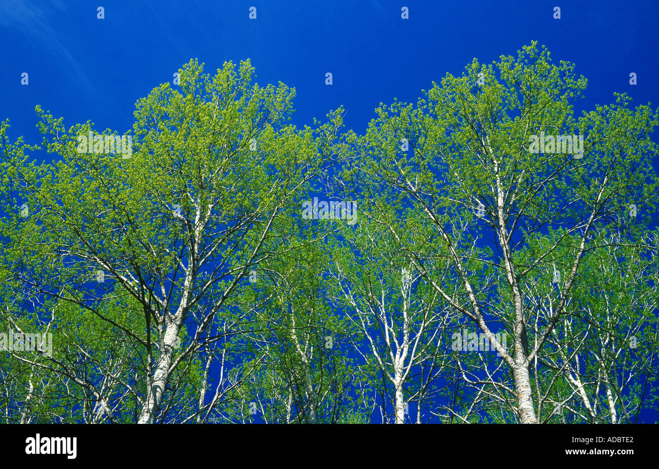 Aspens in the spring hi-res stock photography and images - Alamy
