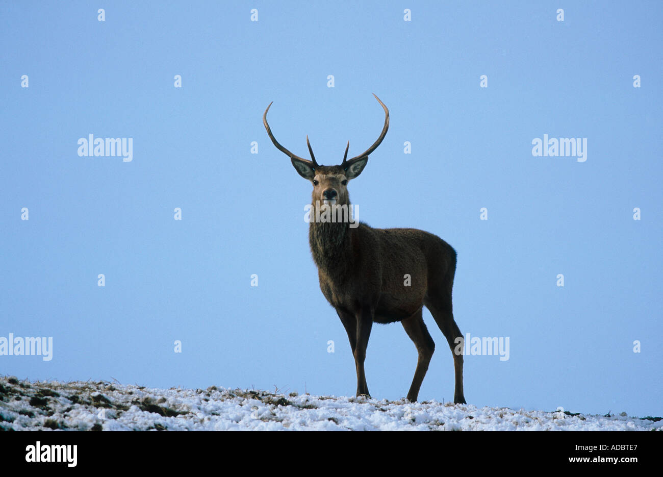 Stag standing on hi-res stock photography and images - Alamy