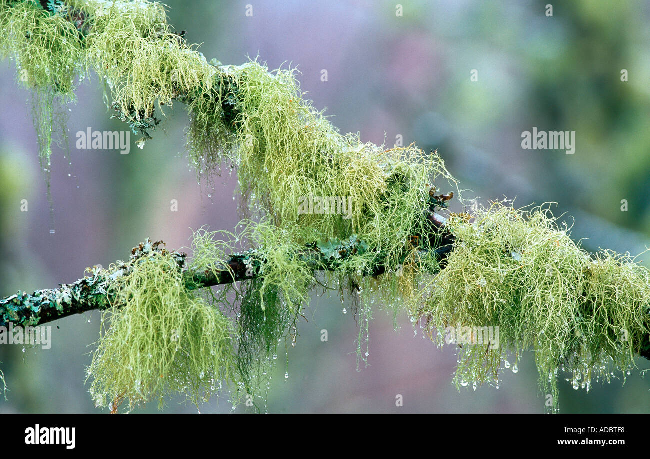 Usnea filipendula hi-res stock photography and images - Alamy