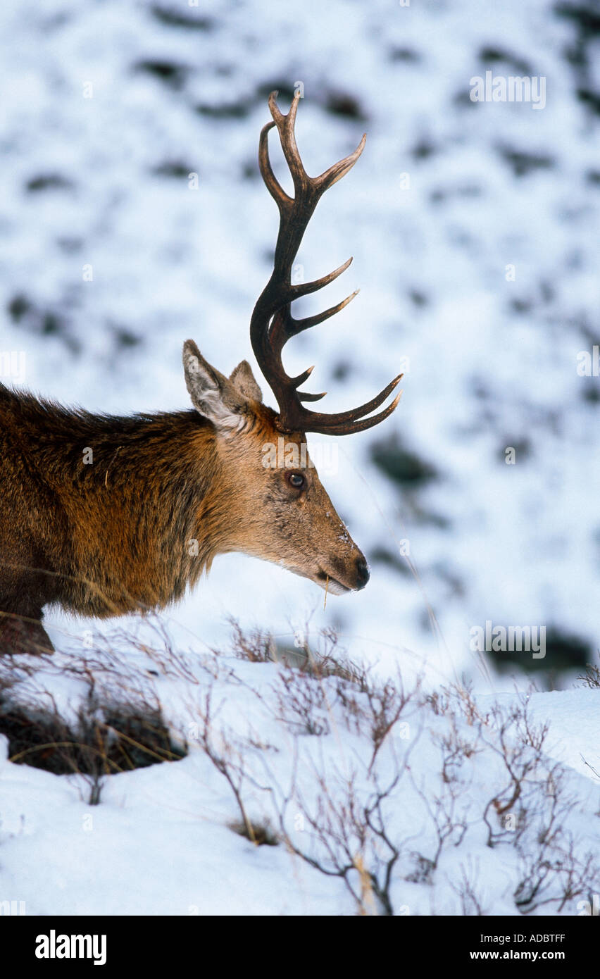 Male portrait profile hi-res stock photography and images - Alamy