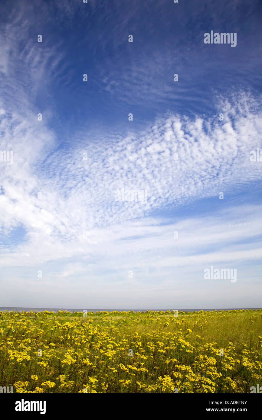 The RSPB s Snettisham reserve with flowering ragwort Stock Photo - Alamy