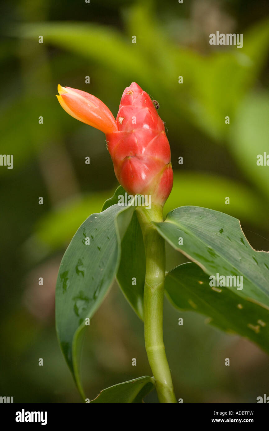 Red button ginger or cana agra Costus woodsonii Stock Photo - Alamy