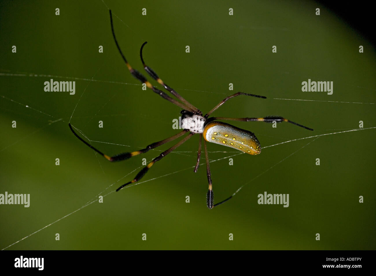 Golden orb weaver spider Stock Photo - Alamy