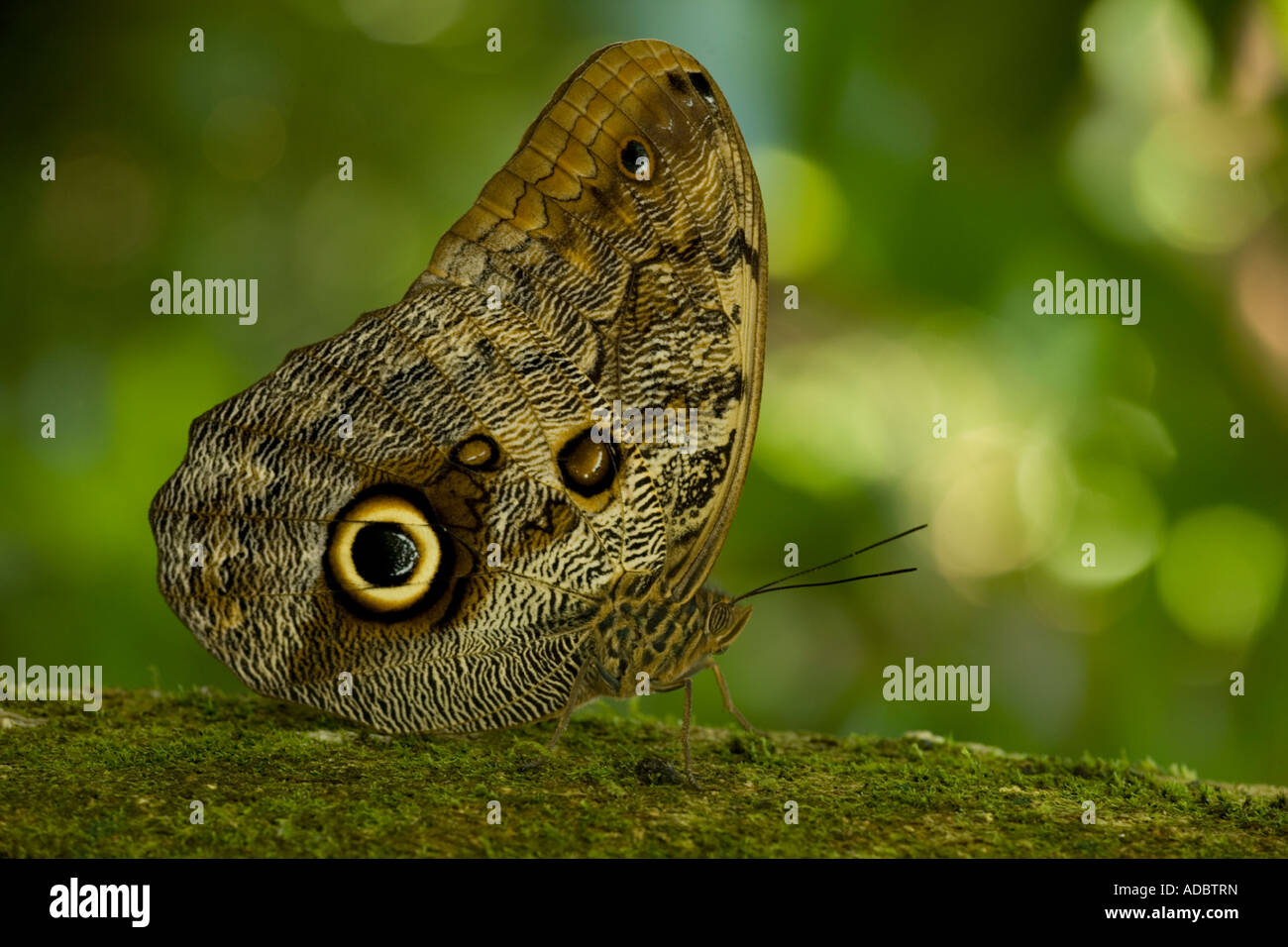 Owl butterfly (Caligo eurilochus) close-up Stock Photo - Alamy