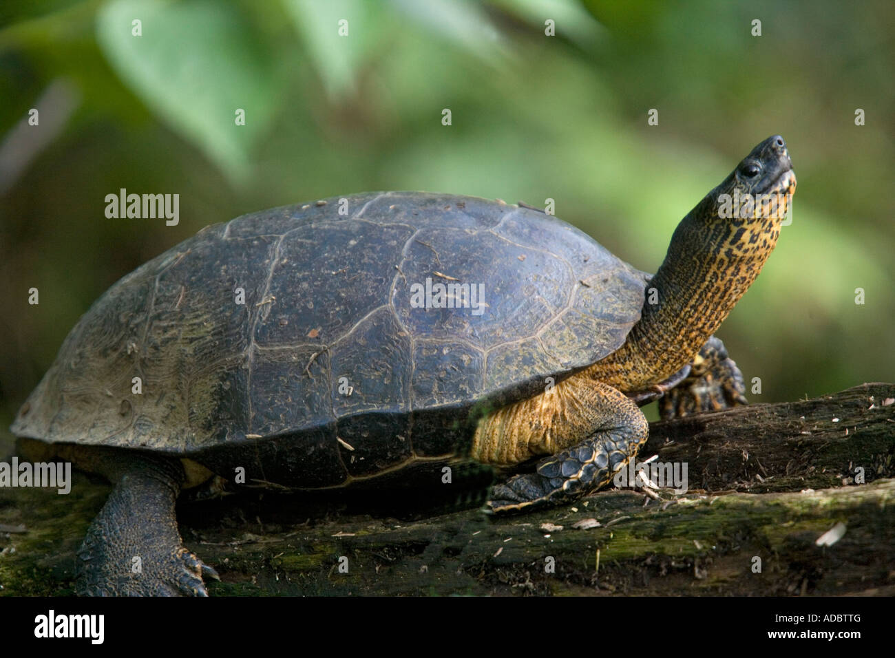 Black wood turtle (Rhinoclemmys funerea) close-up Stock Photo - Alamy