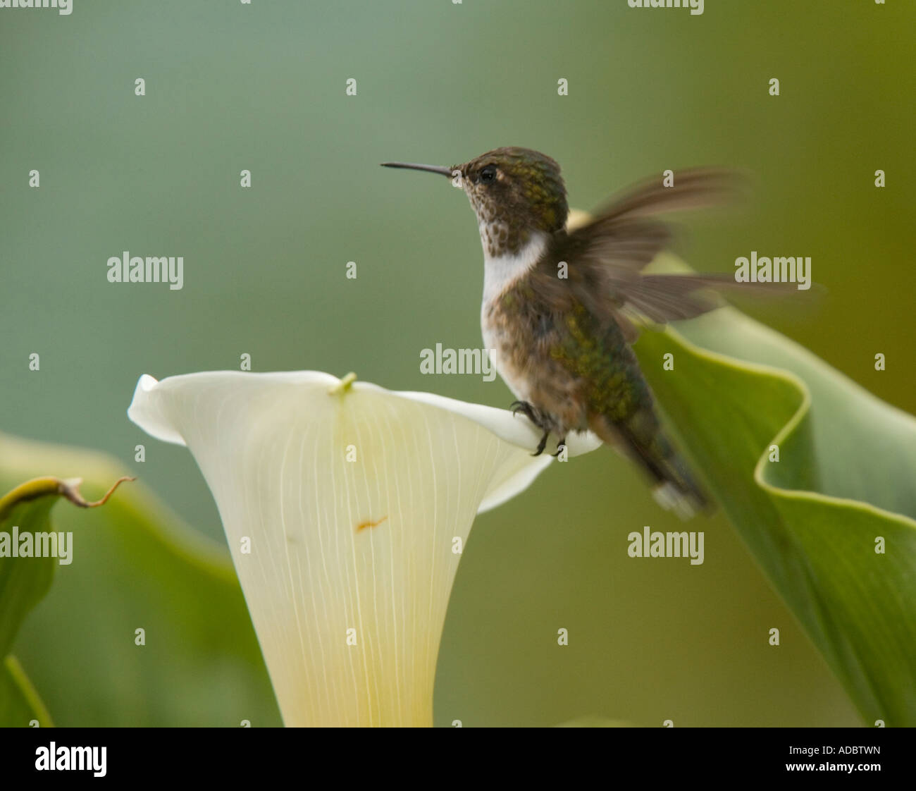 Volcano hummingbird (Selasphorus flammula) close-up Stock Photo - Alamy