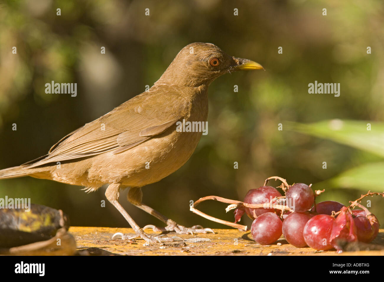 Clay coloured thrush costa rica hi-res stock photography and images - Alamy