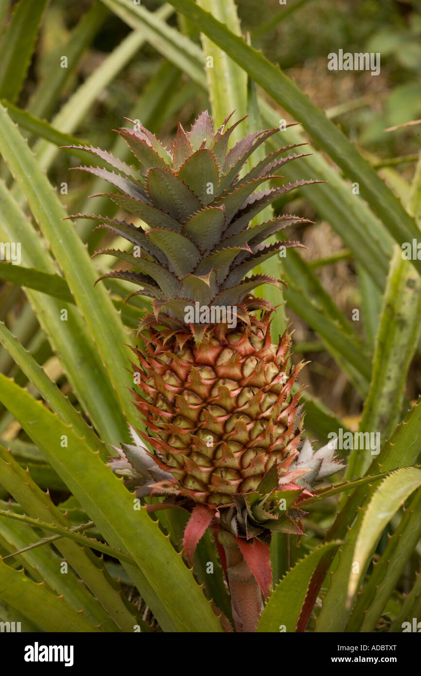 A wild pineapple Ananas bracteata Stock Photo - Alamy