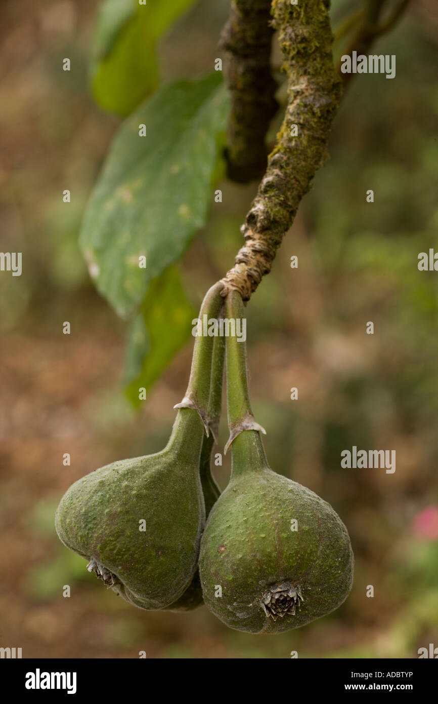 A wild fig (Ficus auriculata) in fruit, close-up Stock Photo - Alamy