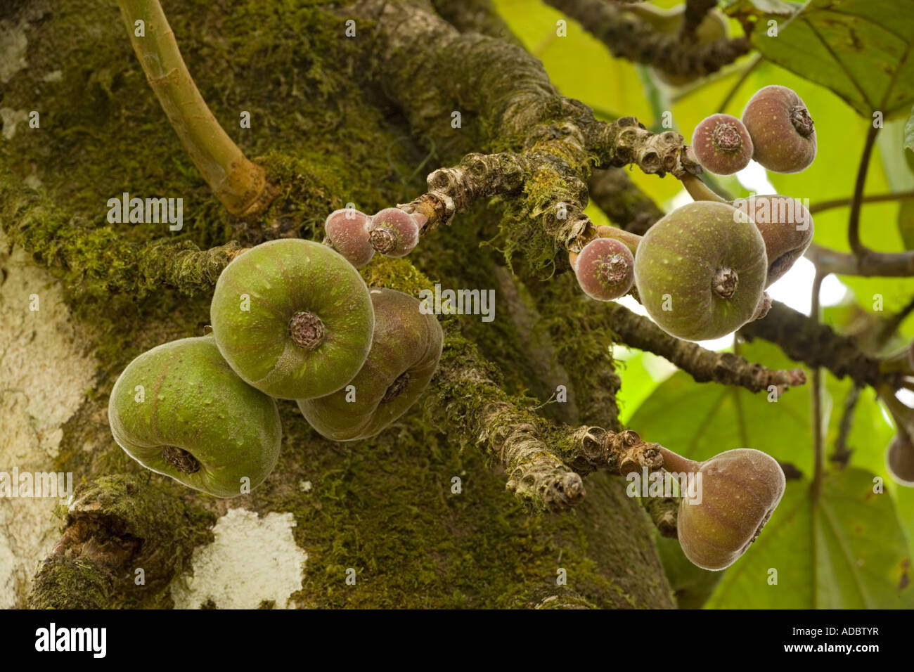 A wild fig in fruit Ficus auriculata Stock Photo - Alamy