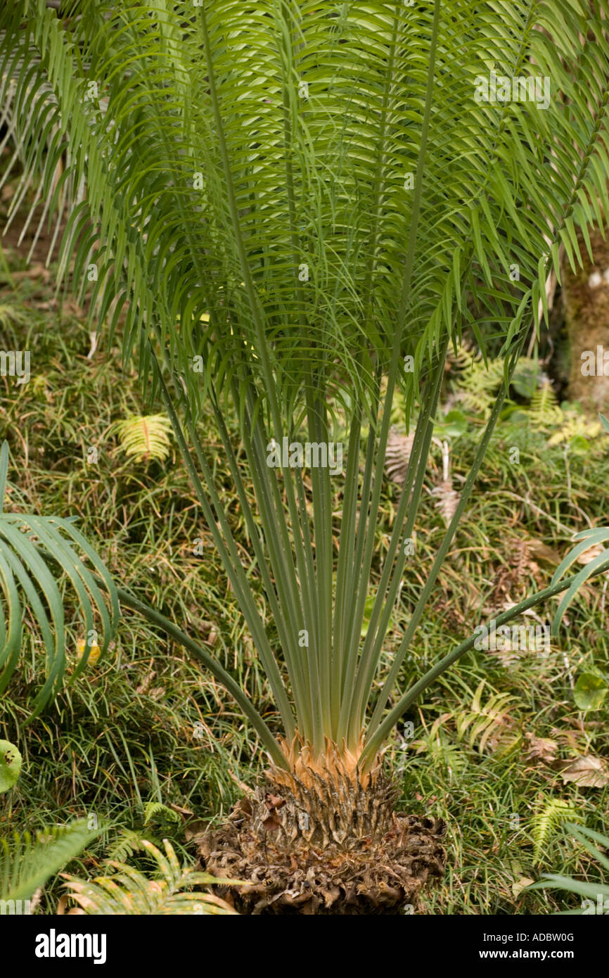 An old world cycad Cycas circinalis Stock Photo - Alamy