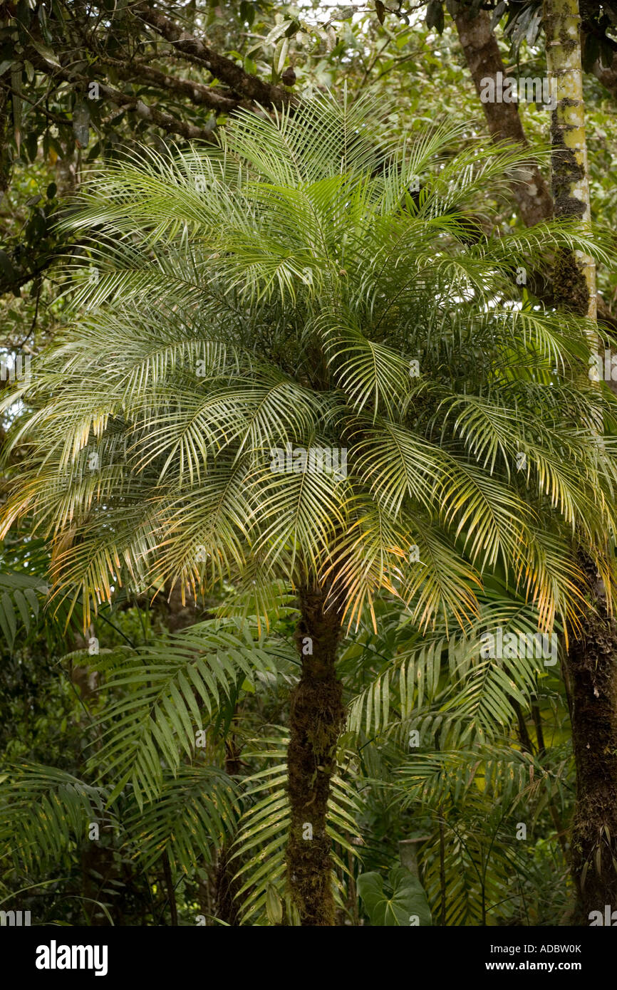 A tropical palm, Phoenix roebelenii Stock Photo - Alamy