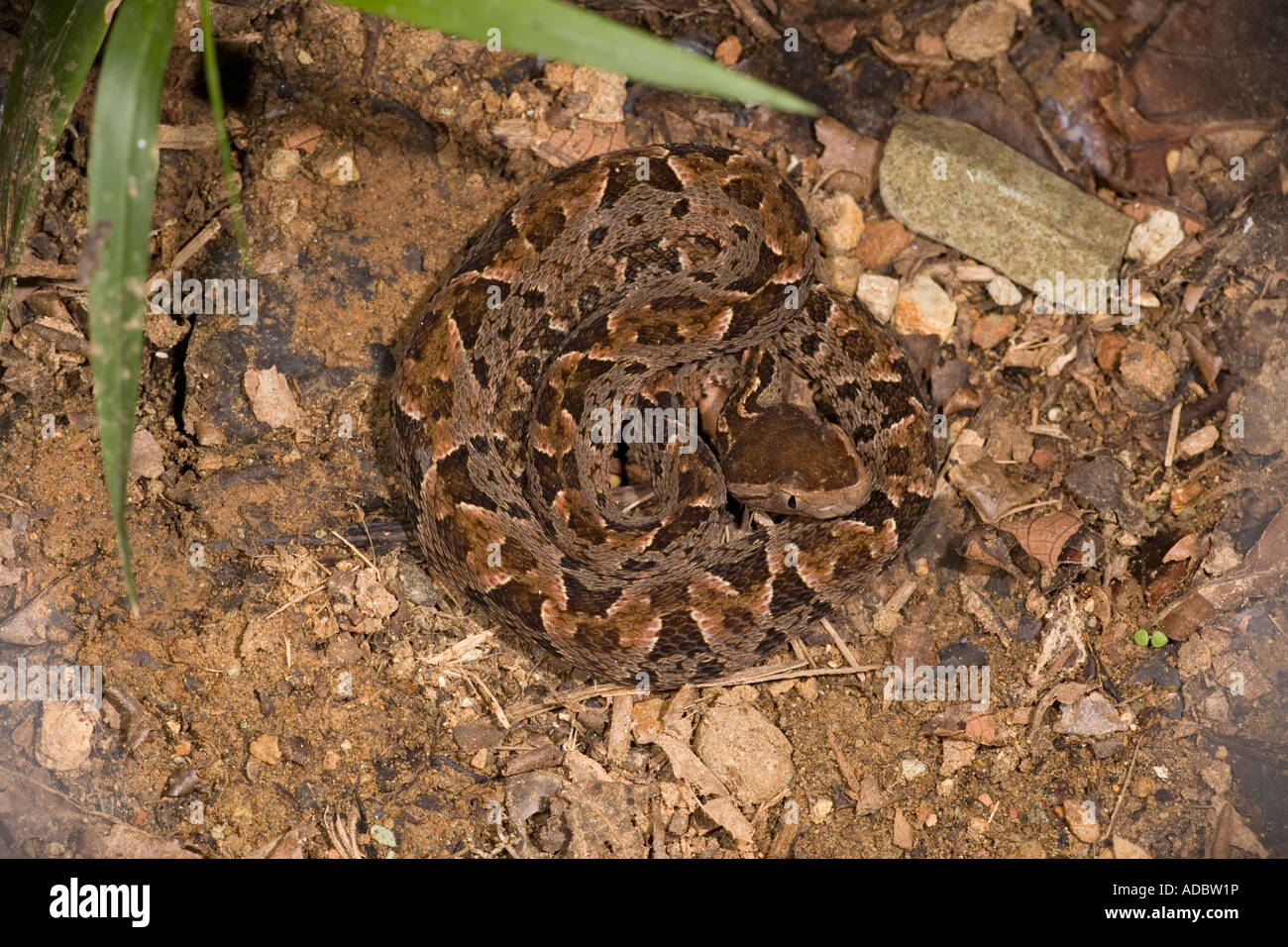 Fer de Lance snake coiled An aggressive and highly venomous snake ...