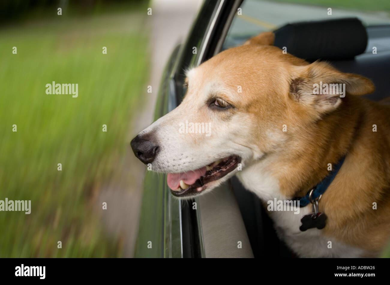 Riding dog hi-res stock photography and images - Alamy