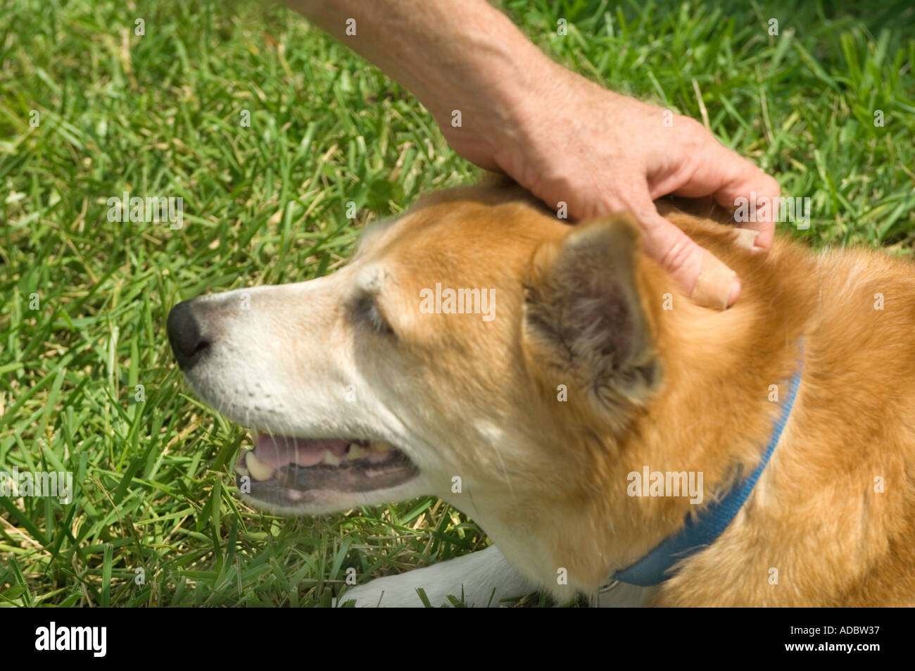happy dog being hand petted Stock Photo - Alamy